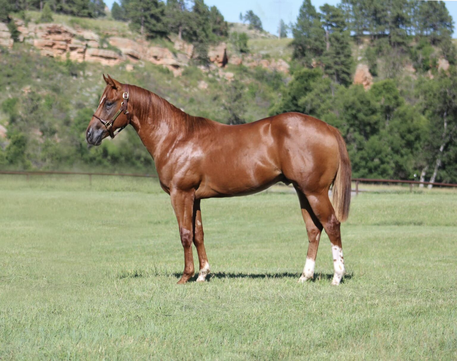 Home - Legendary Stakes