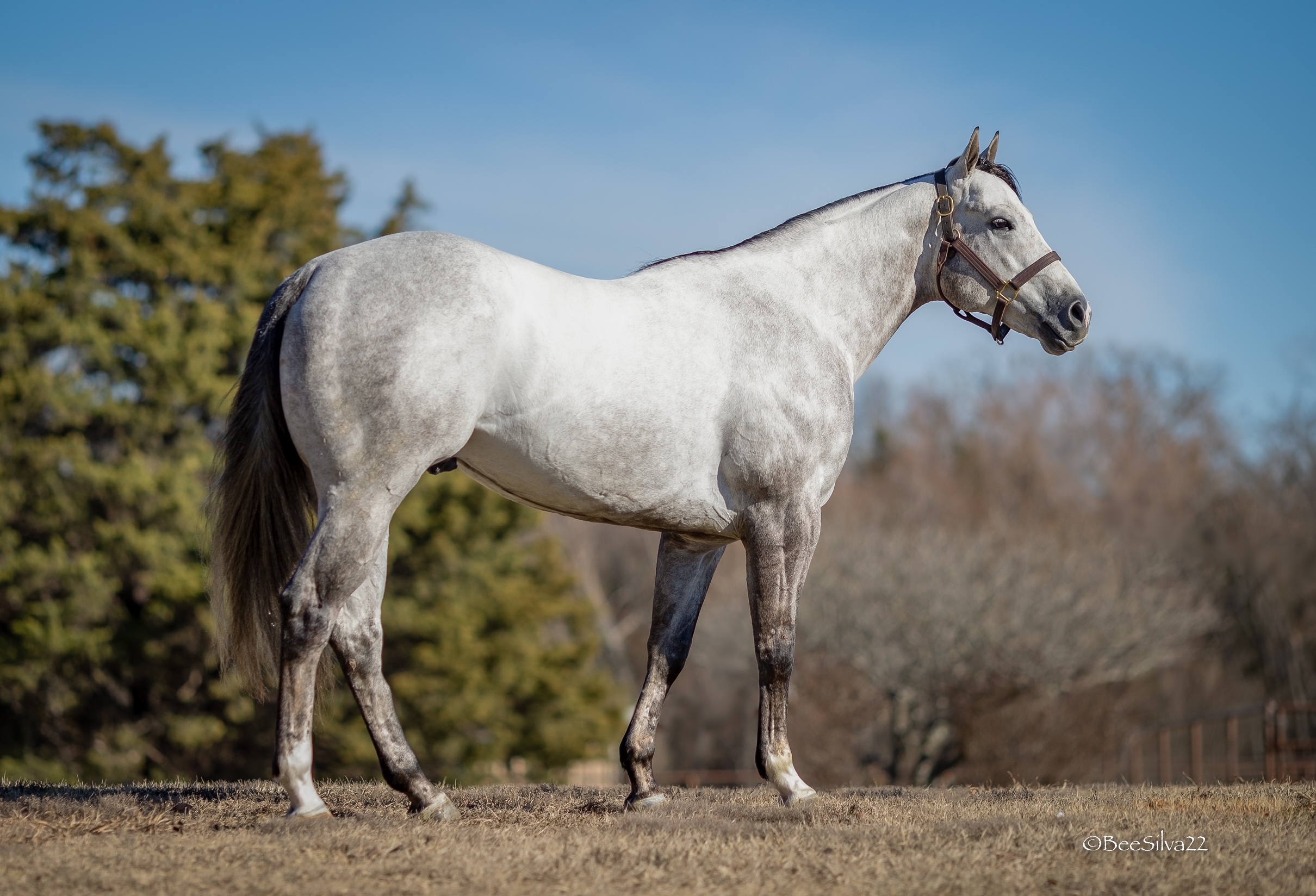 Tres Move You - Legendary Stakes