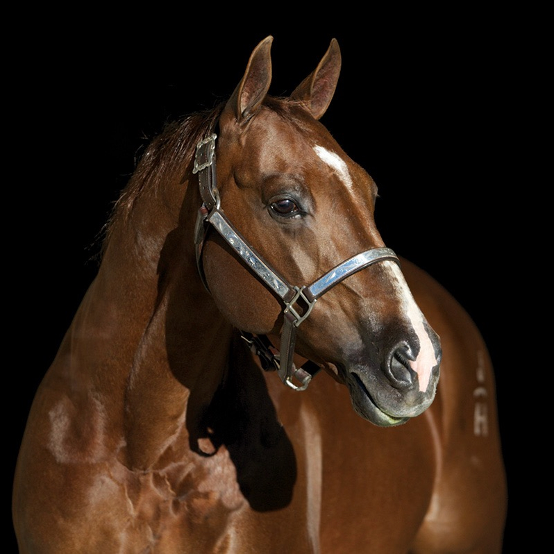 Dual Rey - Legendary Stakes