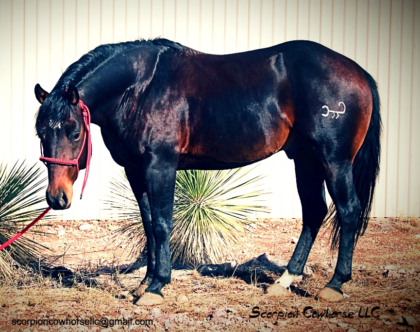 Call Sign Viper - Legendary Stakes