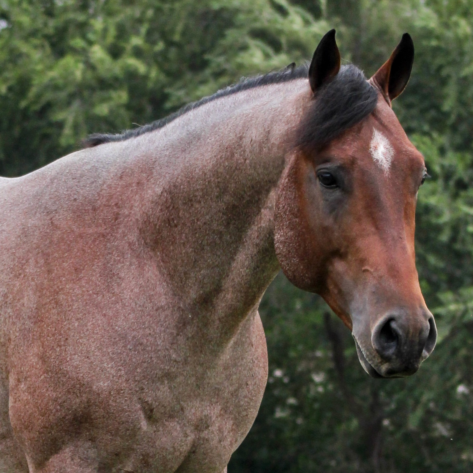 Metal Figure - Legendary Stakes