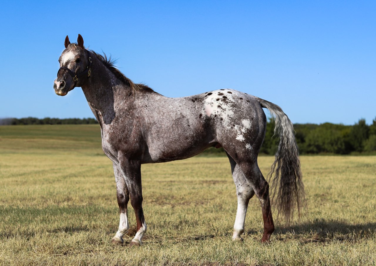 Chicks Dig It - Legendary Stakes