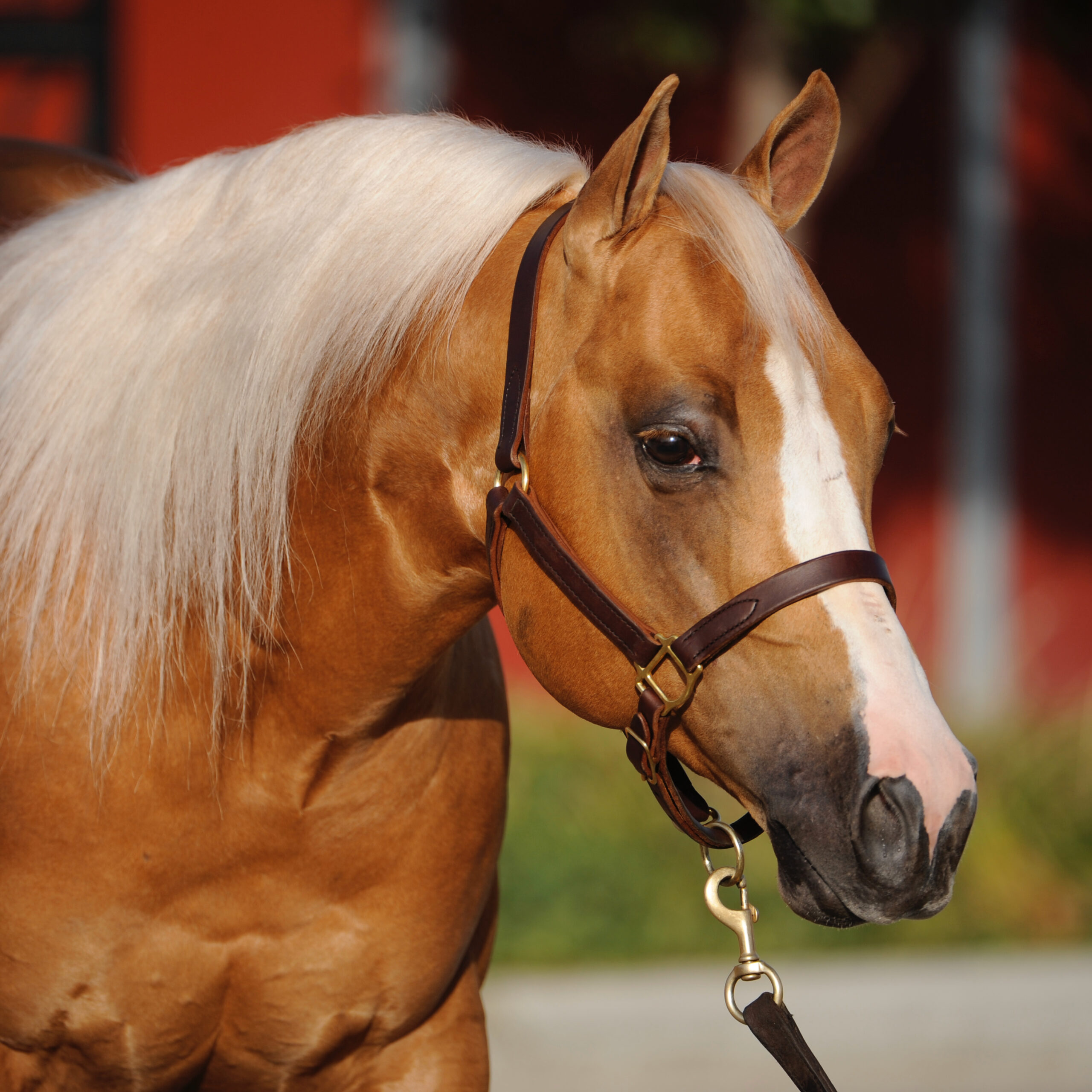 RC Fancy Step - Legendary Stakes