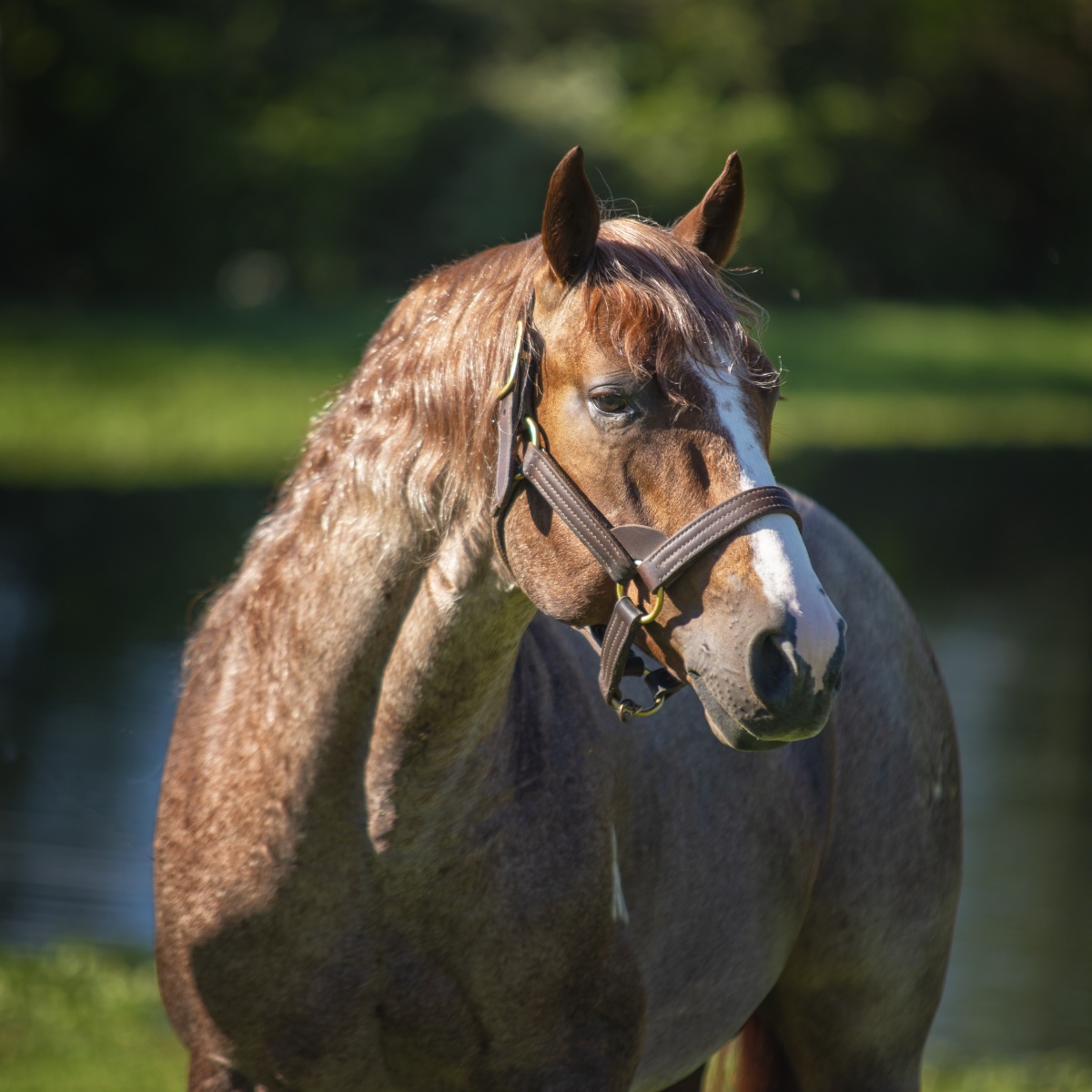 Sannman - Legendary Stakes